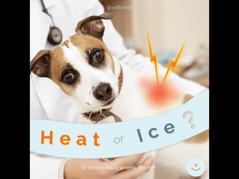 Is heat or ice helpful for pets with arthritis pain?