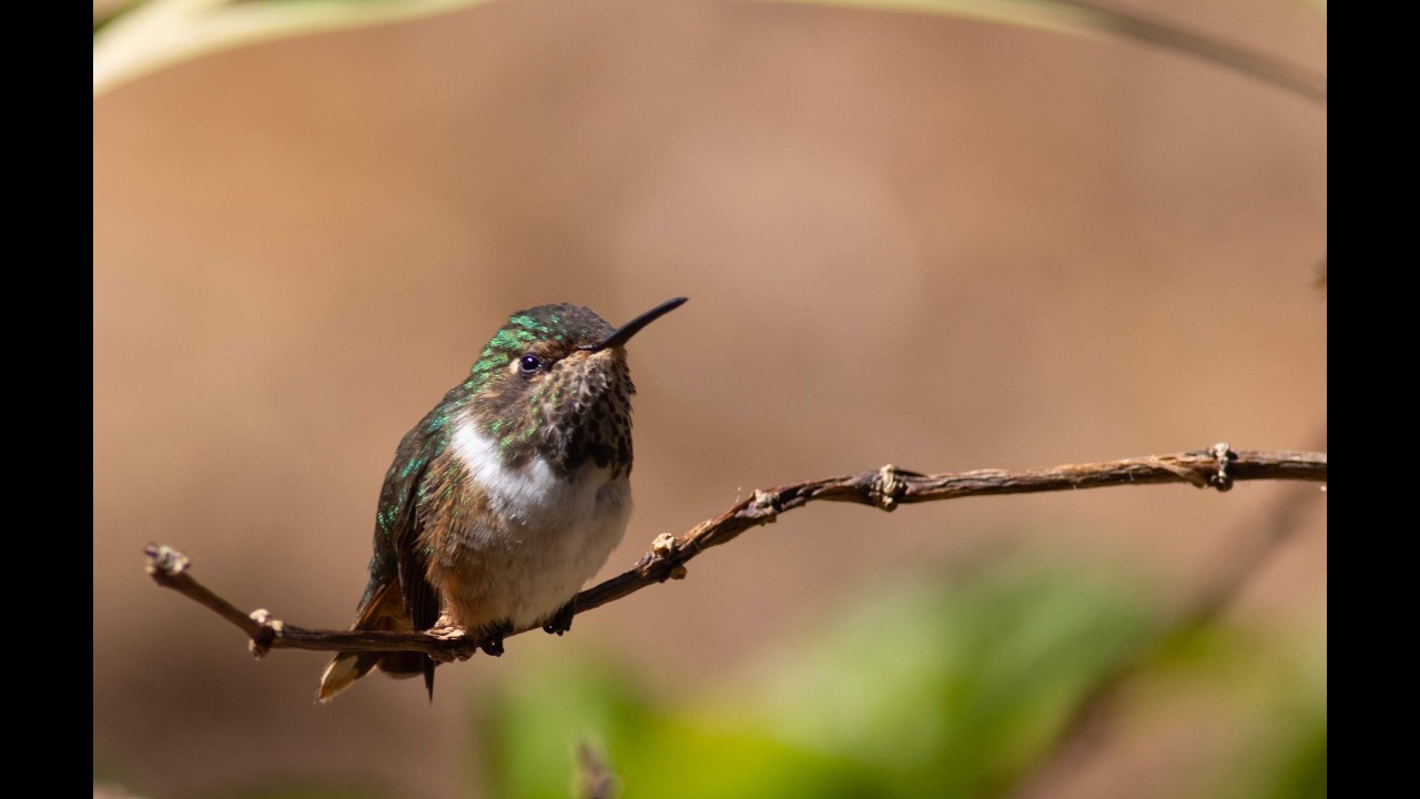 Autofluorescence in flow cytometry