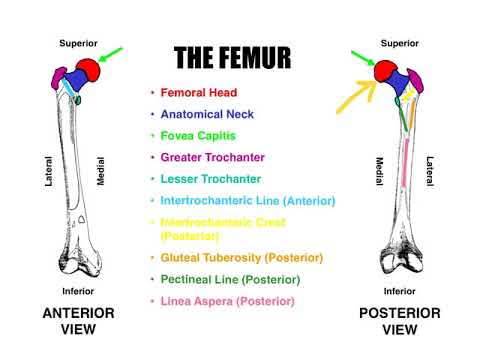 Femur-Bone