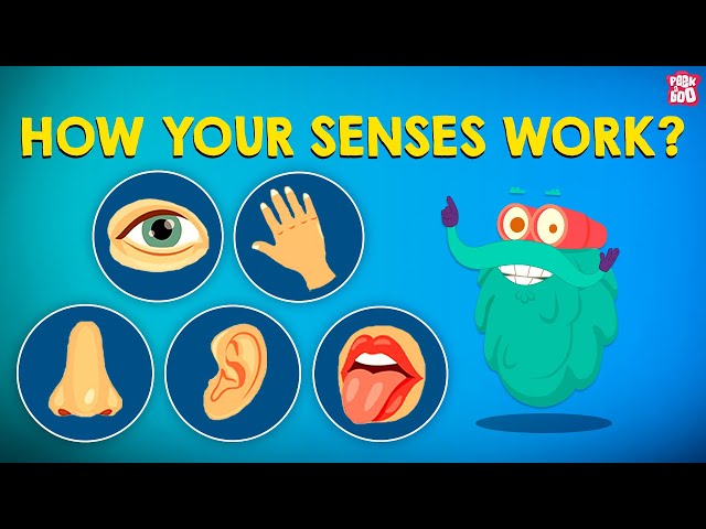 Understanding the Five Senses: How They Work and Their Importance ...