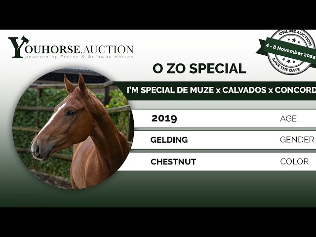 Youhorse.auction | O Zo Special