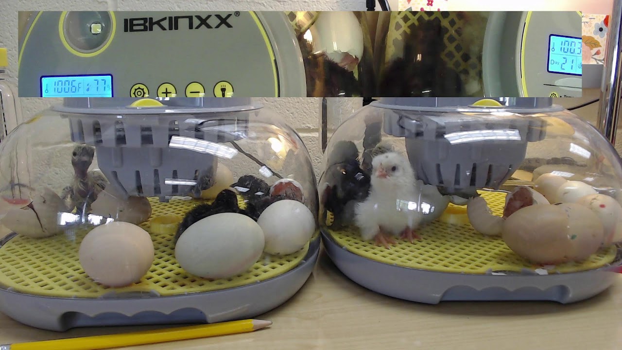 Leffell Egg Stream 2026