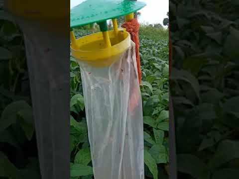 Pheromone Trap - Pheromone Lure Latest Price, Manufacturers & Suppliers
