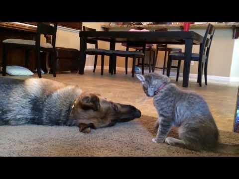 There Are Old Cats, and Bold Cats… – Lee Duigon