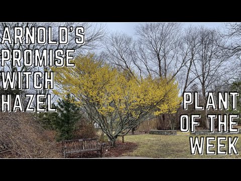 Arnold's Promise Witch Hazel - Hamamelis x intermedia | Joshua's Garden