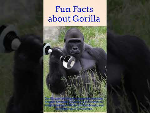 Science Fun Fact About Gorillas