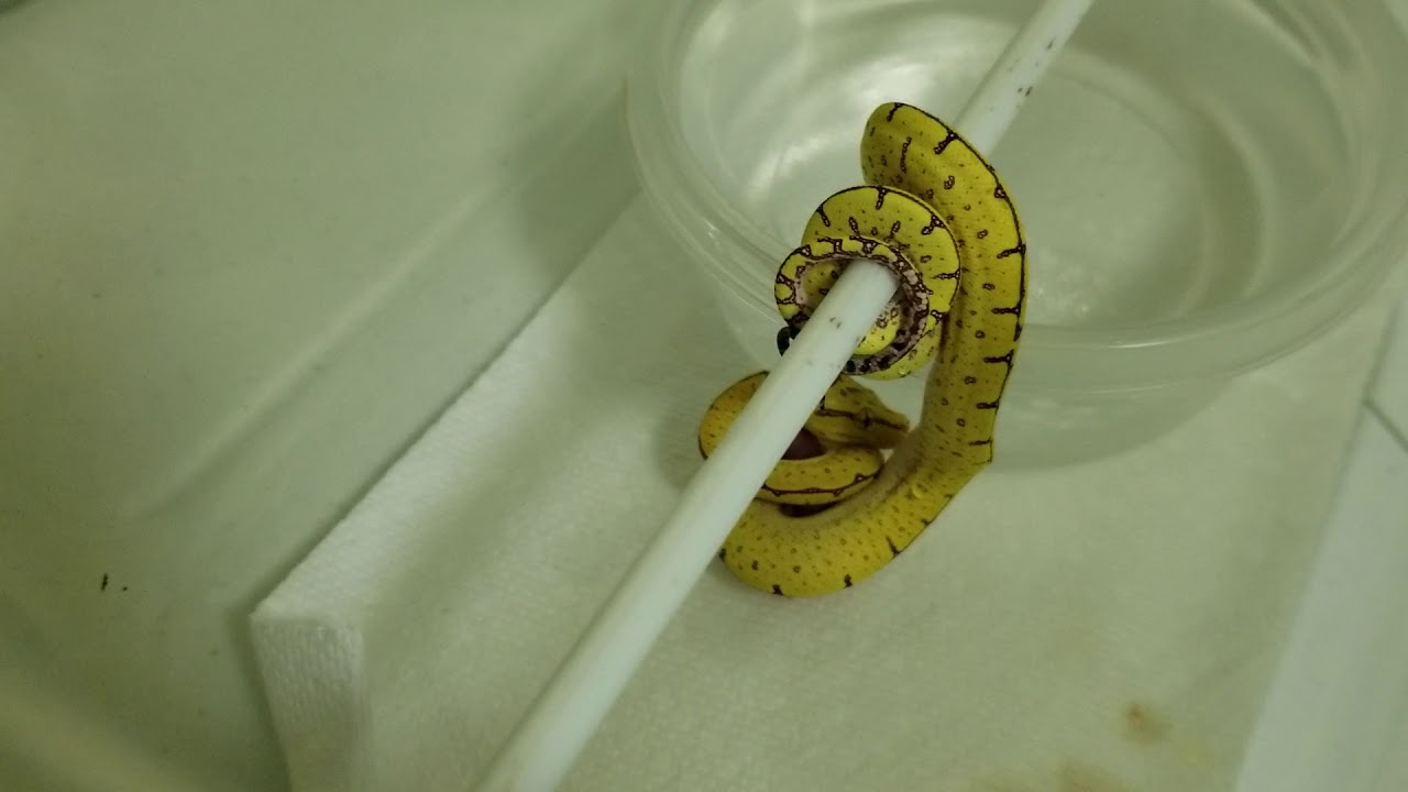 Tease Feeding Chondro Neonates