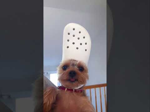 Cute doggy wallpapers 🐶