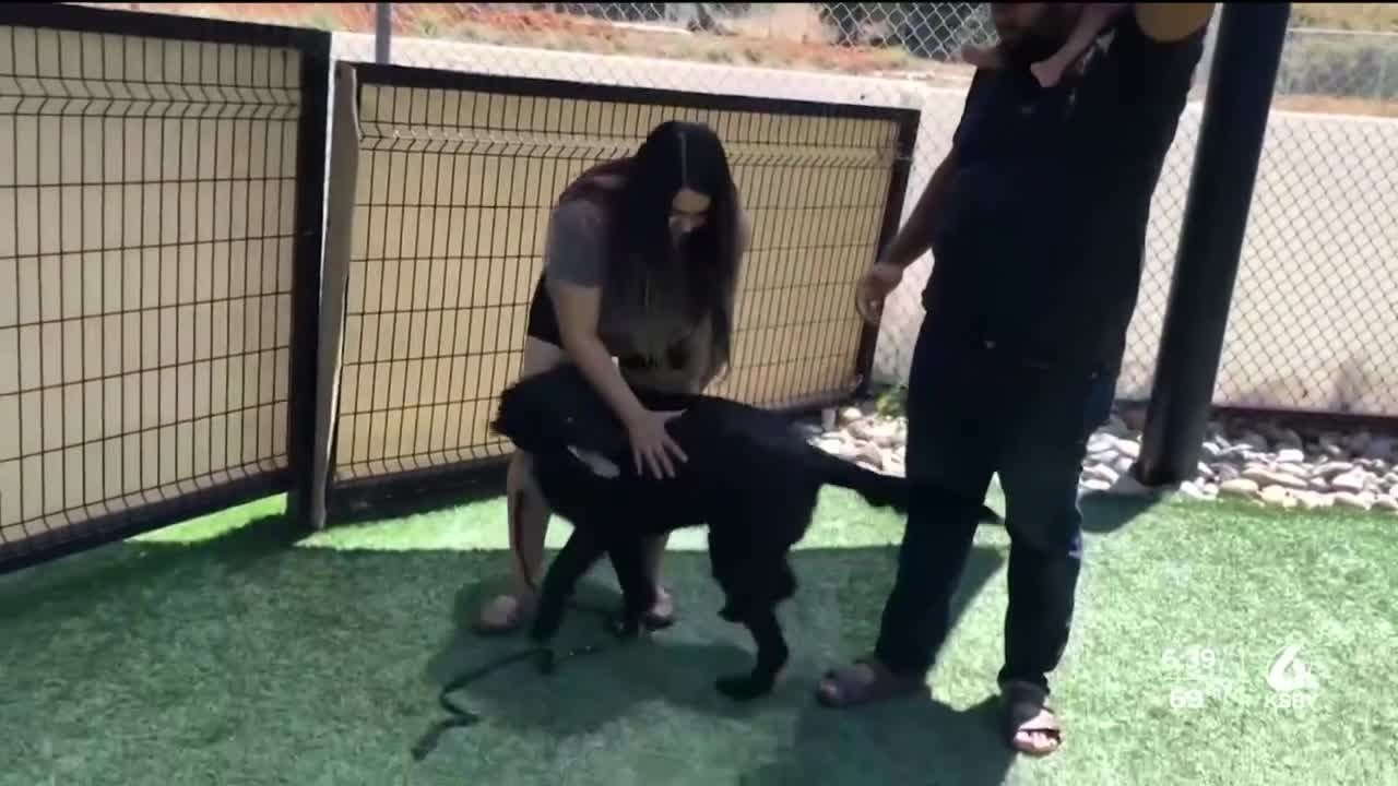 Facial recognition software helps reunite lost or missing pets