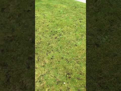 Lawn 2 weeks after aeration: I told you not to stress about the plugs on your lawn!