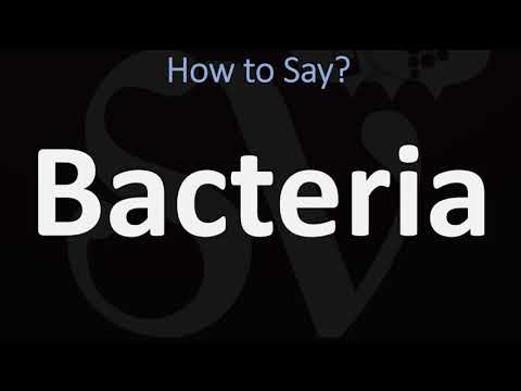 How to Pronounce Bacteria? (CORRECTLY)
