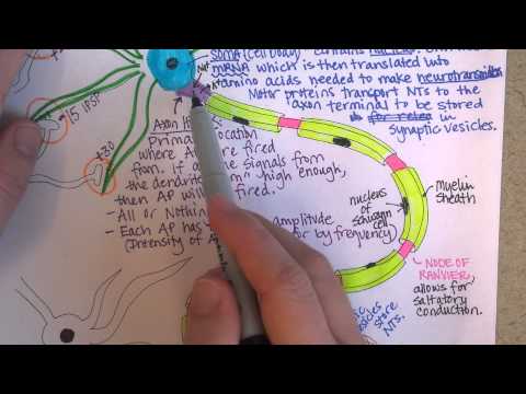 Parts of a Neuron, Part 2