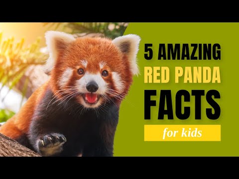 WOW! Top 5 Red Panda Facts for Kids