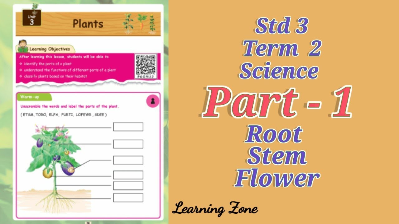 Std 3/term 2/Science/unit 3 Plants/Part 1/Root-Stem-Flower