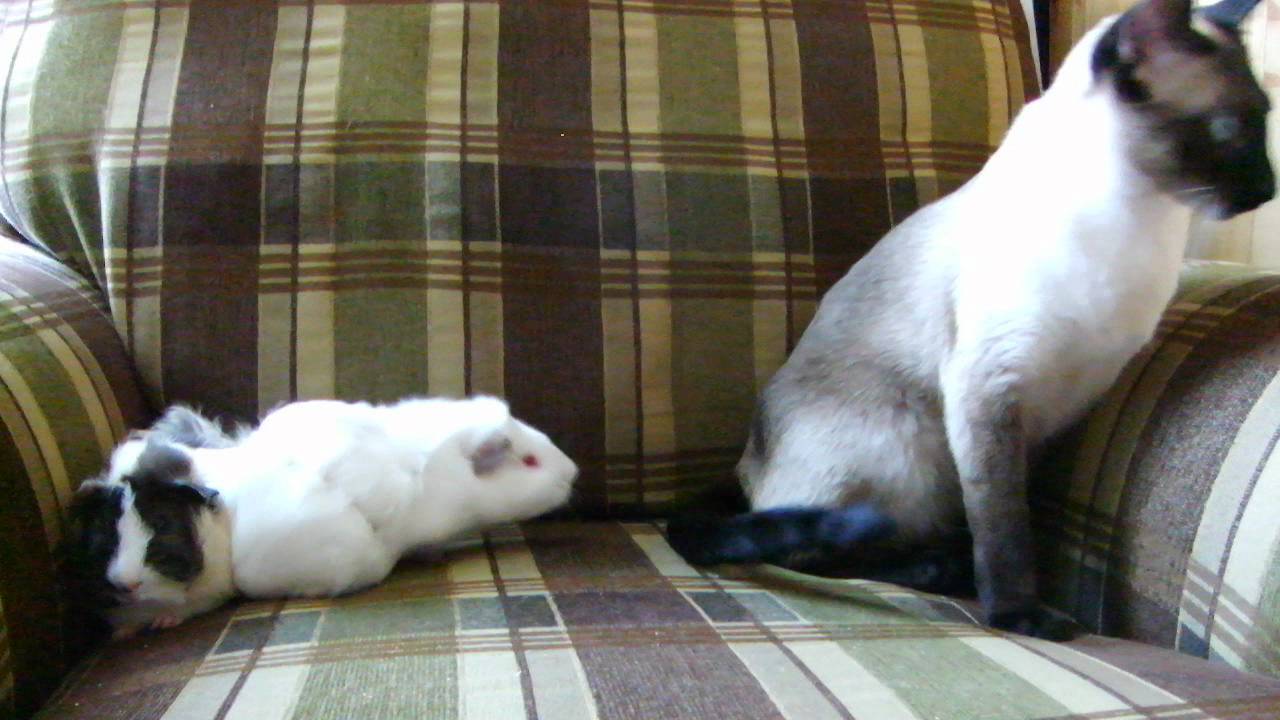 Guinea Pig vs Cat