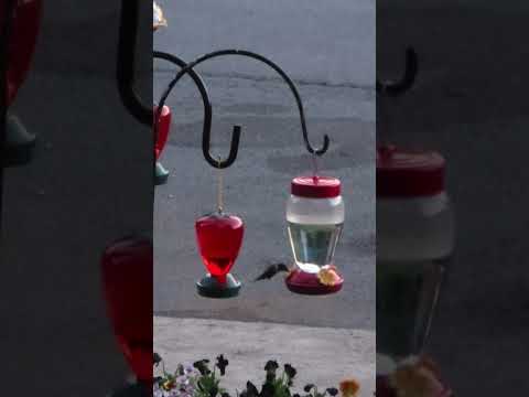 This is the best Hummingbird video I have ever made.Not click bate.Long but worth it
