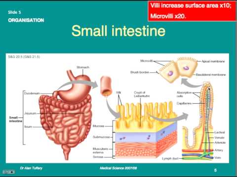 MedSci - Gut function & motility - Lecture 4