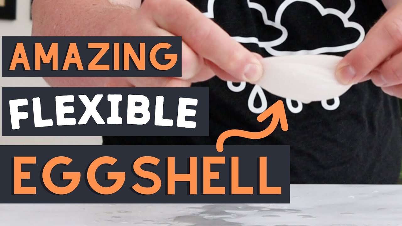 Flexible Eggshell Experiment | Eggshells In Vinegar Experiment | Eggshell Experiments For Kids