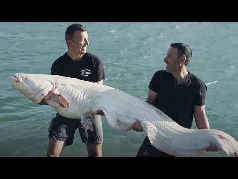 Catfish: the rivers' giant