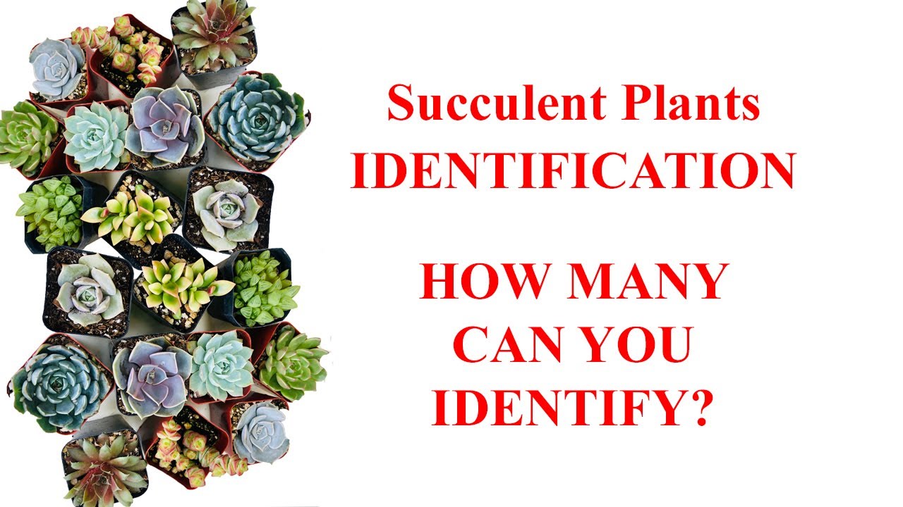 Succulent plants’ identification. How many can you identify? Crassula, Echeveria, Sedeveria...