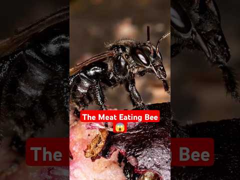 Vulture Bees: The Flesh-Eating Bees You Never Knew Existed!