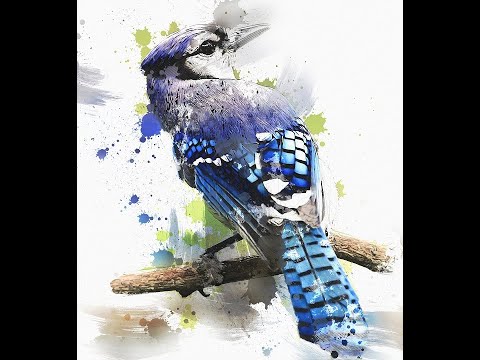 Blue Jay as a Spirit Guide: What it Means When You're Seeing Blue Jays Everywhere