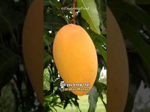 Carabao Mango | The Sweetest Mango in the World.