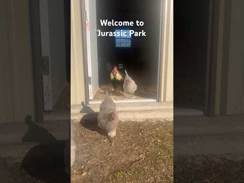 Chickens are Velociraptors
