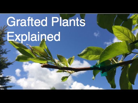 What are Grafted Plants?