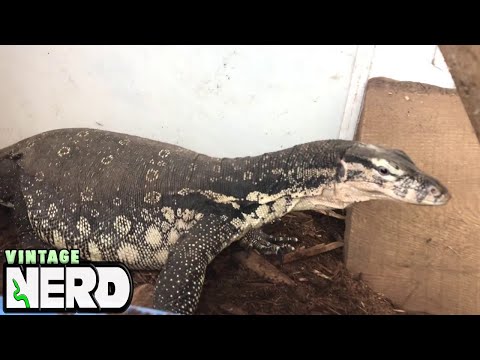 Varanus Body Language #1 - Understand the Lizards Mind NERD Style!