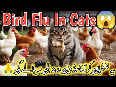 Bird Flu in Cats😱Bird Flu in Cats Sign, Symptoms, Prevention & Treatment😱Bird Flu Breakout in Cats😭
