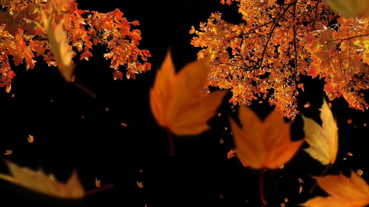 Maple Tree 4K