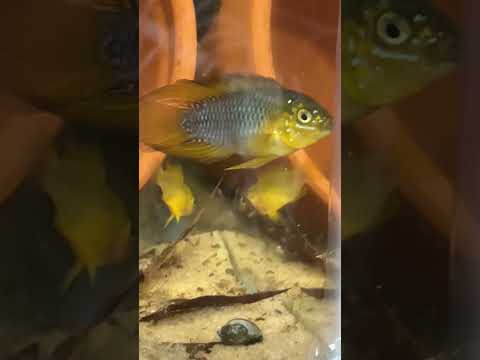 Apistogramma Borelli with her tiny fry.