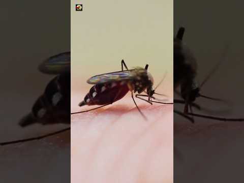 Mosquito Sound π¦ #shorts