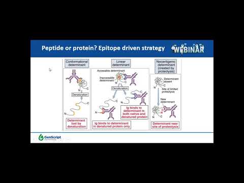 Peptide or Protein, That is the Question Antigen Strategy for Antibody Production