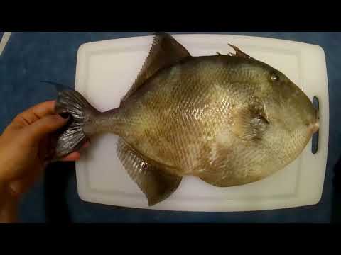 TRIGGER FISH CATCH & COOK