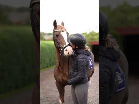 Kildegaards Alroy - Ridehesten.com