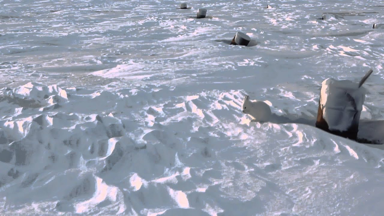 Arctic Hare 