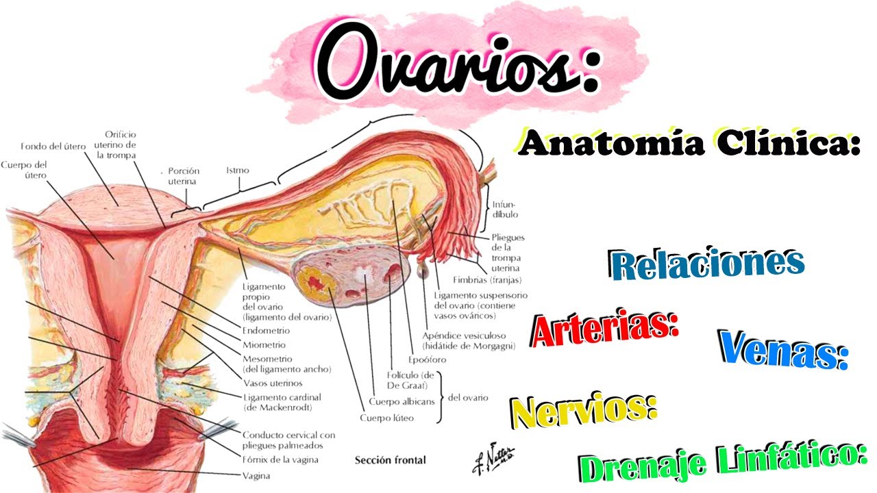 ANATOMÍA de los OVARIOS
