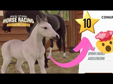 RANDOM pairings to get HIGH STATS... RIVAL STARS HORSE RACING