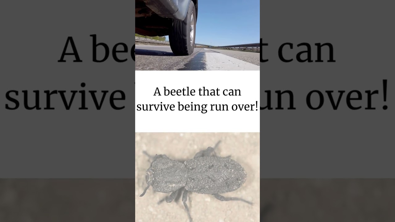 The diabolical ironclad beetle’s exoskeleton (𝘗𝘩𝘭𝘰𝘦𝘰𝘥𝘦𝘴 𝘥𝘪𝘢𝘣𝘰𝘭𝘪𝘤𝘶𝘴) can withstand