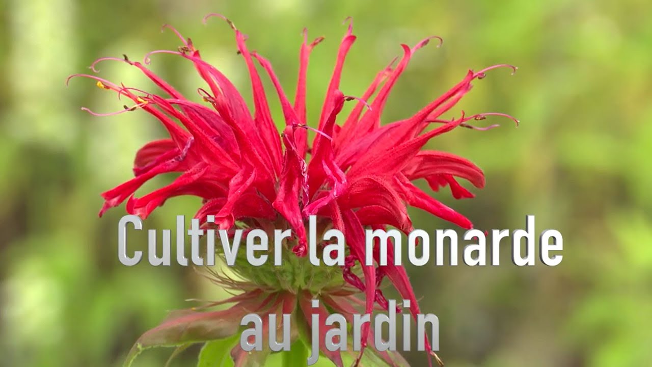 Growing bee balm in the garden