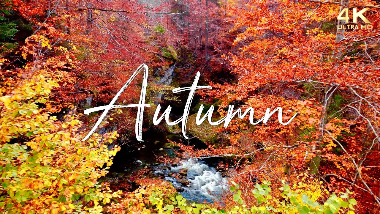 🍁 Enchanting Autumn Nature Scenes with Forest Sounds & Peaceful Music 🍁 No Ads Fall Background