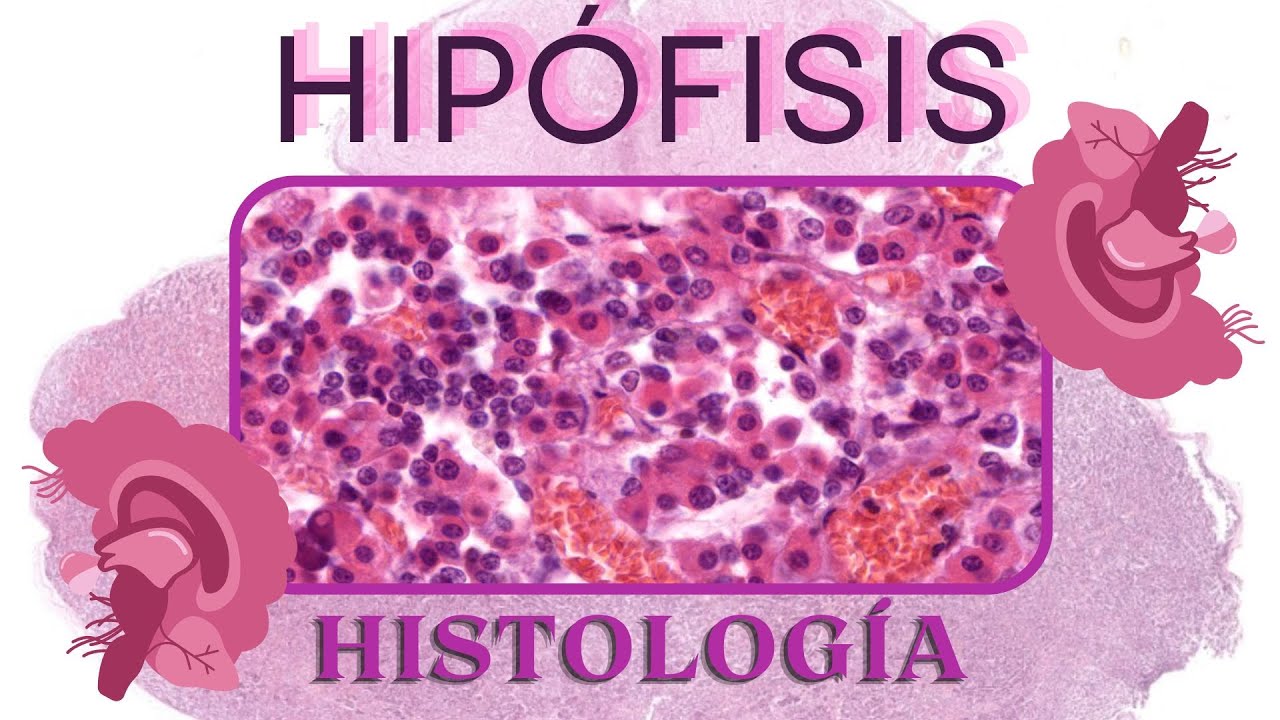 Histología de Hipófisis