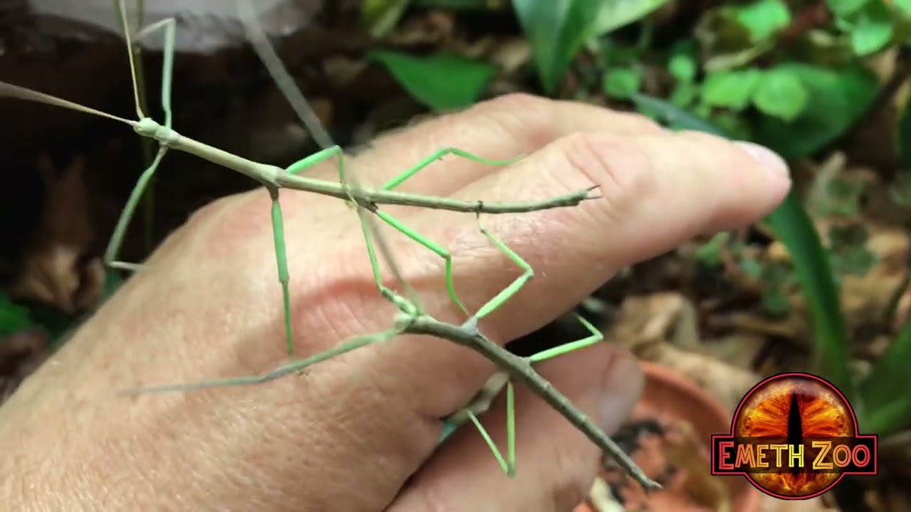 Northern Walking Sticks (Diapheromera femorata)