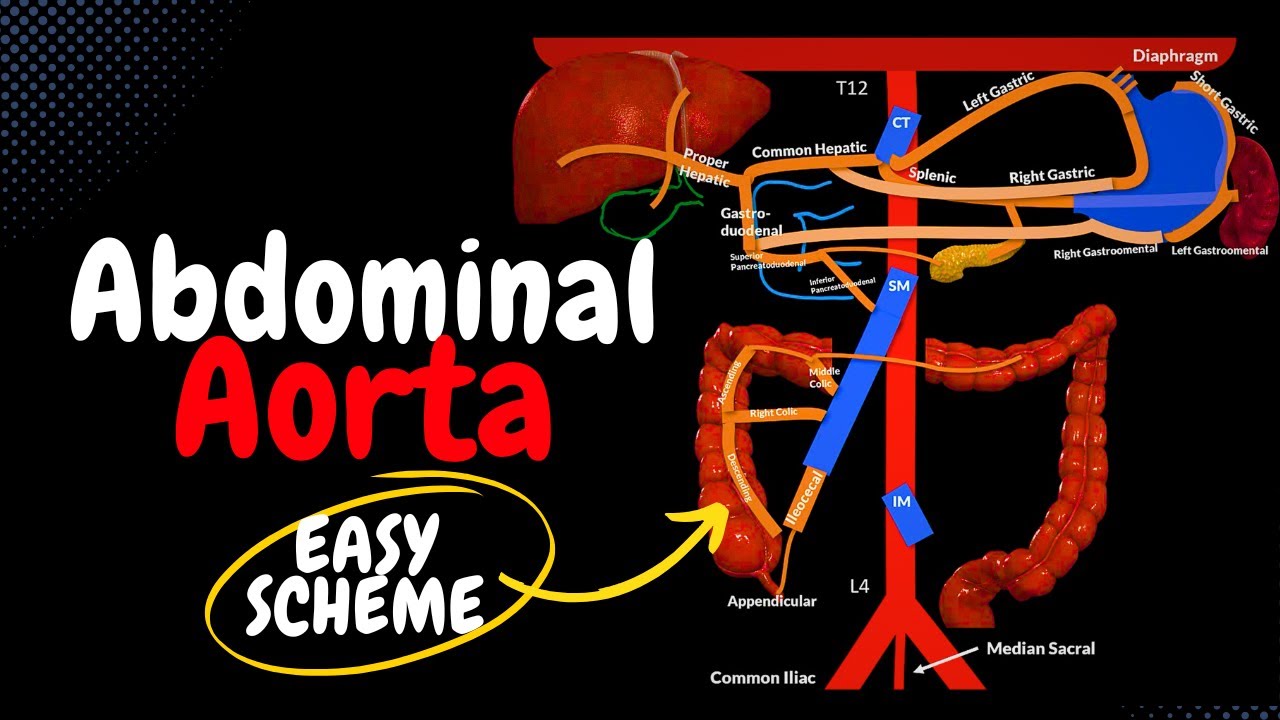 Abdominal Aorta Scheme (Course, Branches, Mnemonics) | Anatomy