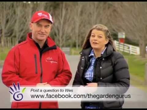 Wes Fleming - Garden Gurus Best Avenue Trees
