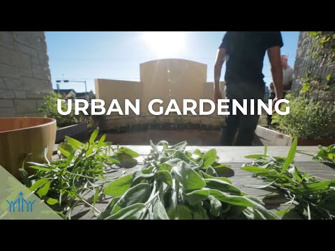 Urban Gardening | Wiseman Health