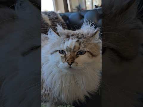 Grumpy Cat's Rough Morning | Wake Up on the Wrong Side of the Bed! π₯±