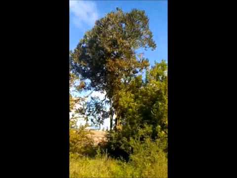 KTS Tree Surgery Beech Dismantle